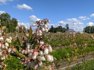 Hazel Blue Acres – Certified Organic Blueberries