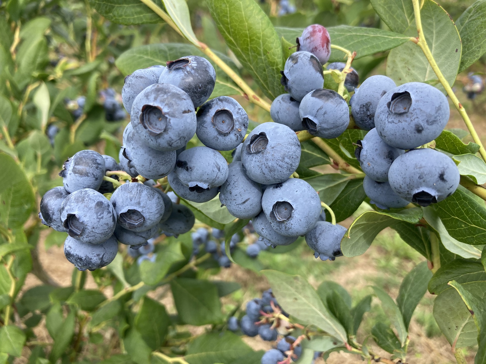 Gallery – Hazel Blue Acres