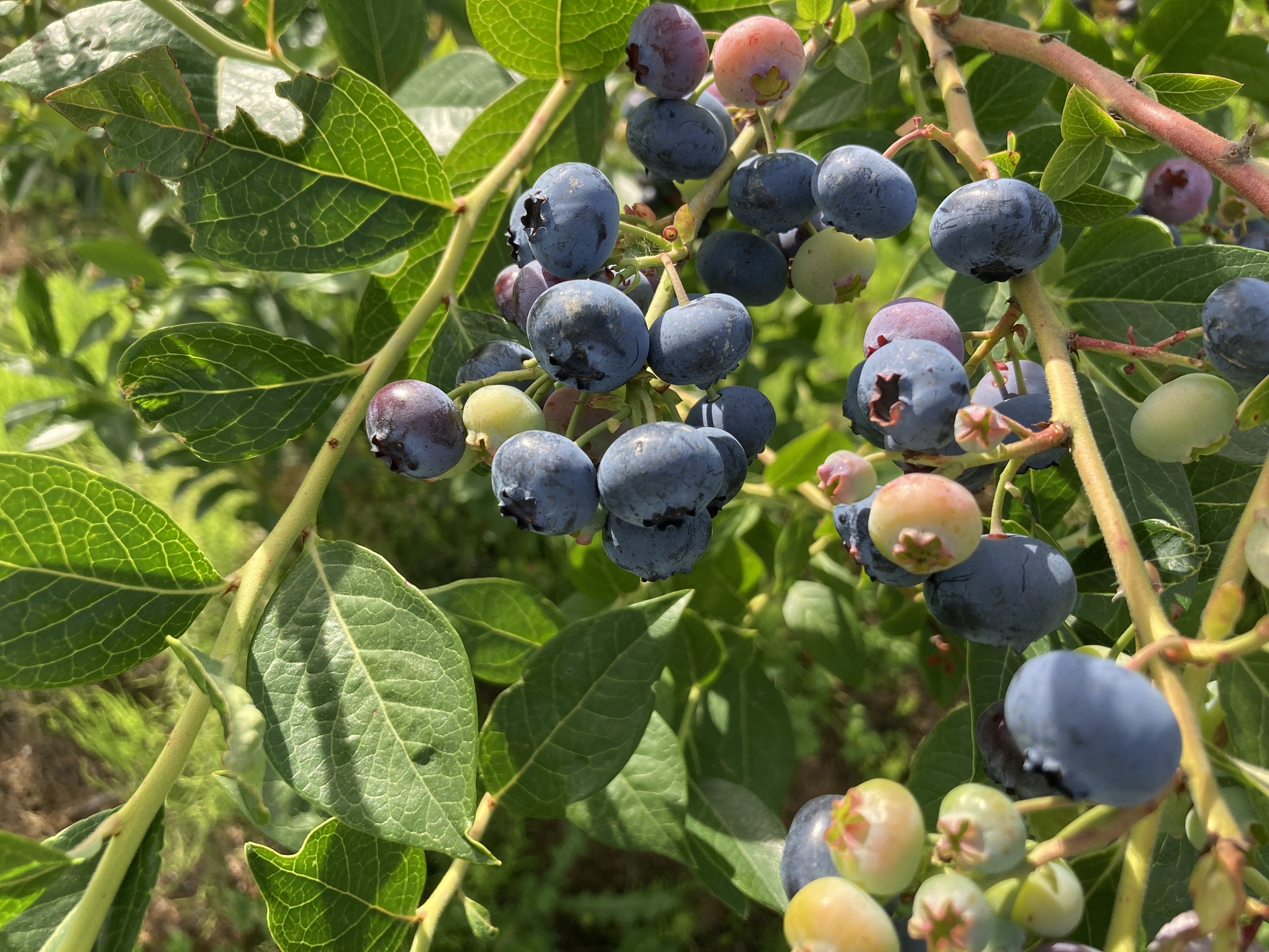 Gallery – Hazel Blue Acres